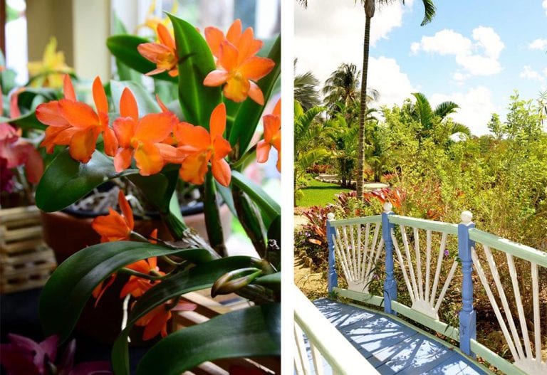 Grand Cayman’s Orchid Show a riot of colour | The Cayman Islands