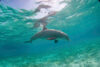 JoJo the Dolphin | Turks and Caicos Islands | Discover Magazine