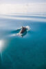 JoJo the Dolphin | Turks and Caicos Islands | Discover Magazine