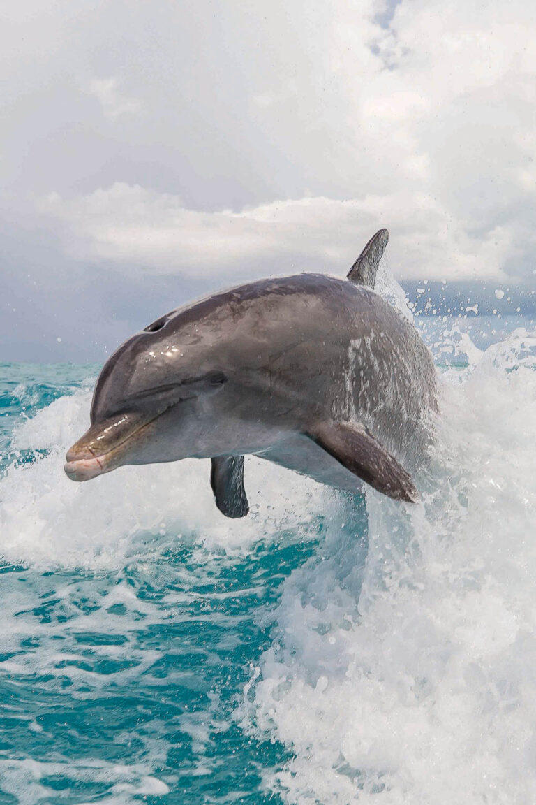 JoJo the Dolphin | Turks and Caicos Islands | Discover Magazine