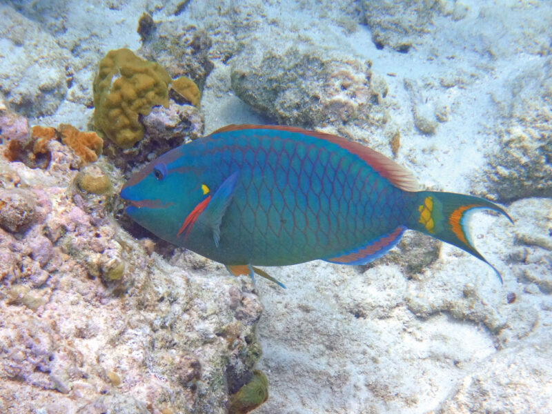 Best diving & snoreling spots in St Maarten/St Martin