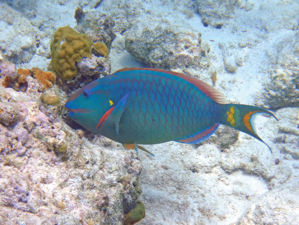 Best diving & snoreling spots in St Maarten/St Martin