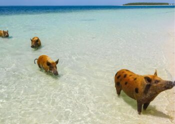 23 Best Beaches in The Bahamas - Destination Magazines